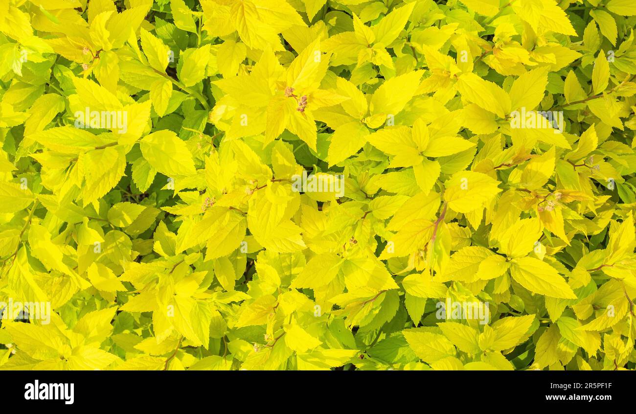 Pattern of bright yellow leaves of spring Japanese spirea Stock Photo ...