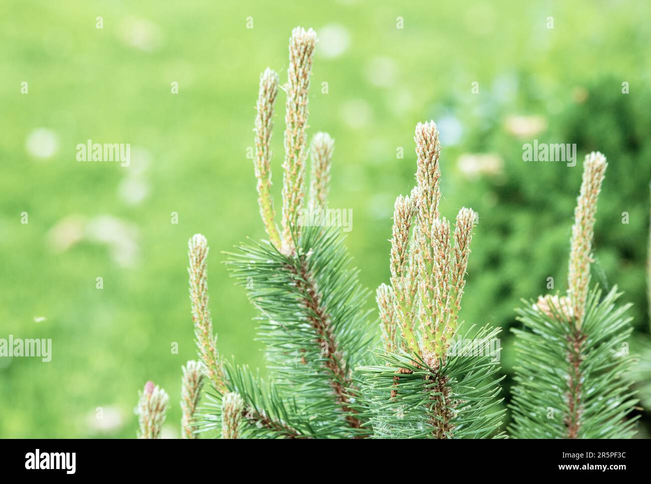 Scots pine pinus sylvestris scotch pine needles pine spring hi-res ...