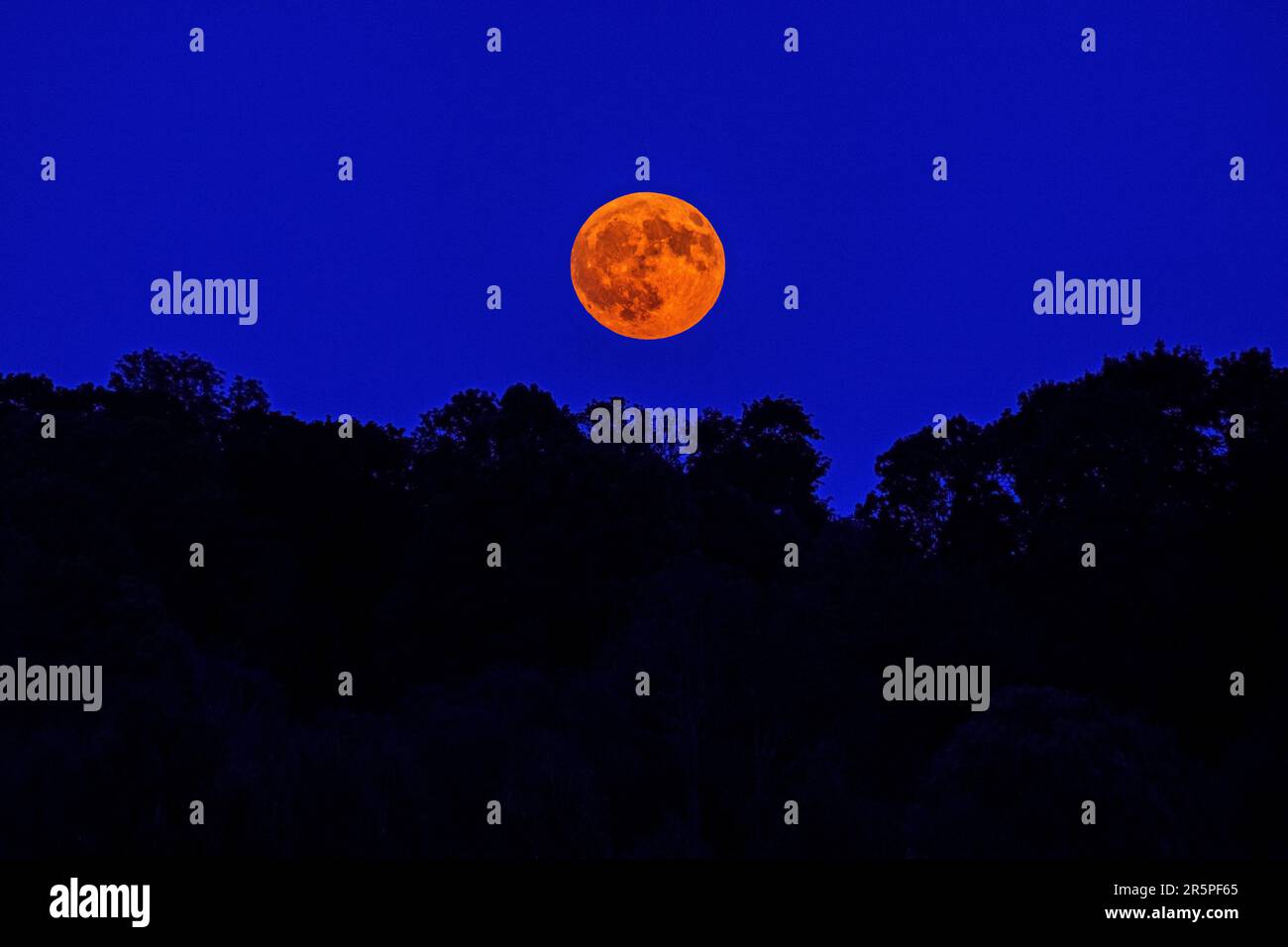 Night landscape. The orange disk of the moon rises above the black ...