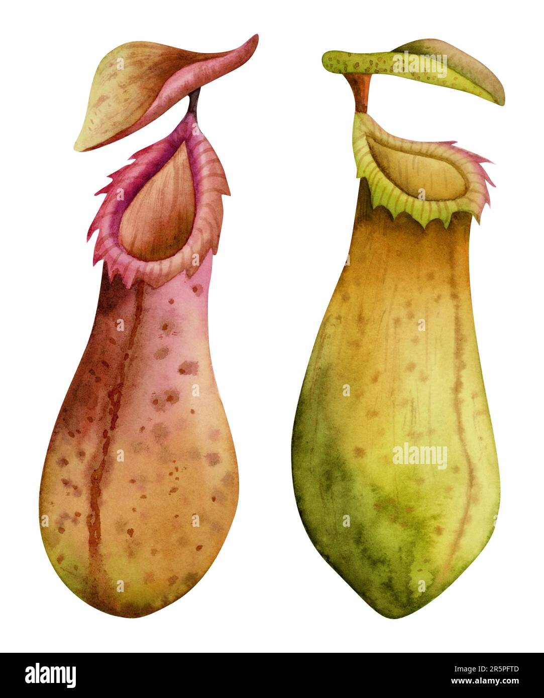 Pitcher Plant Diagram