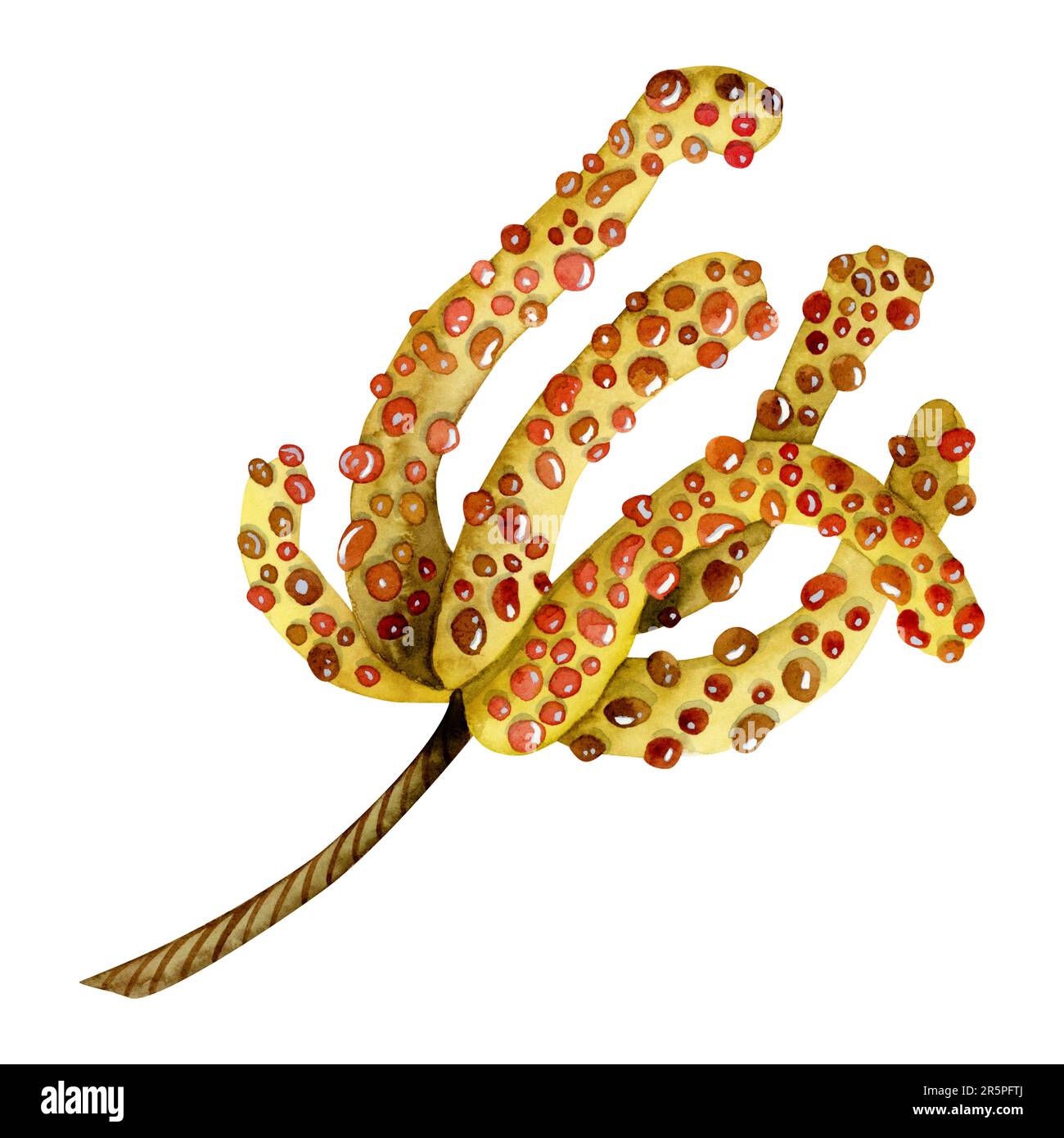 Watercolor Cecropia fruit in yelllow red colors on branch illustration ...