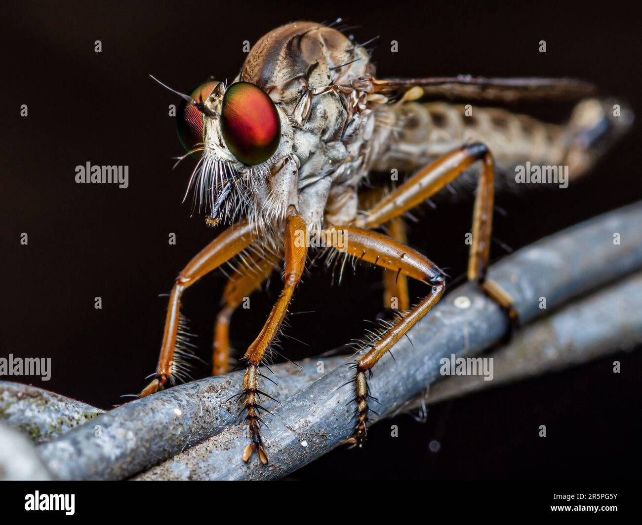 Robber fly on a barbed wire with black background, Select focus of head ...