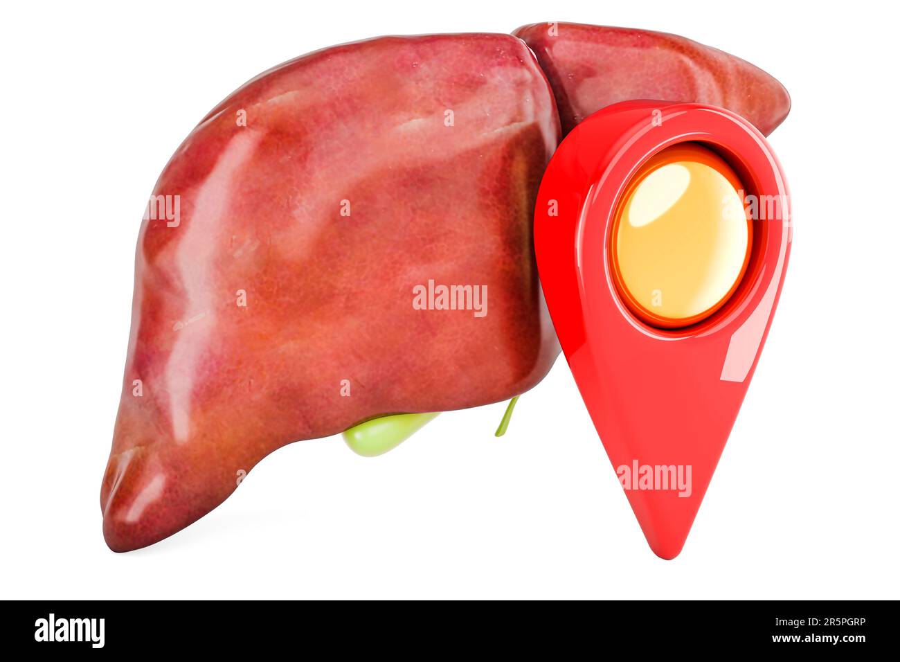 Human liver with gallbladder with map pointer, 3D rendering isolated on ...