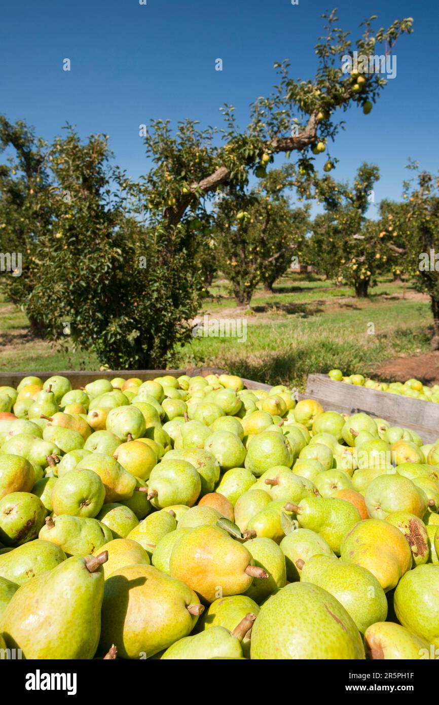 A pear orchard near Shepperton, Victoria, Australia. This area of ...