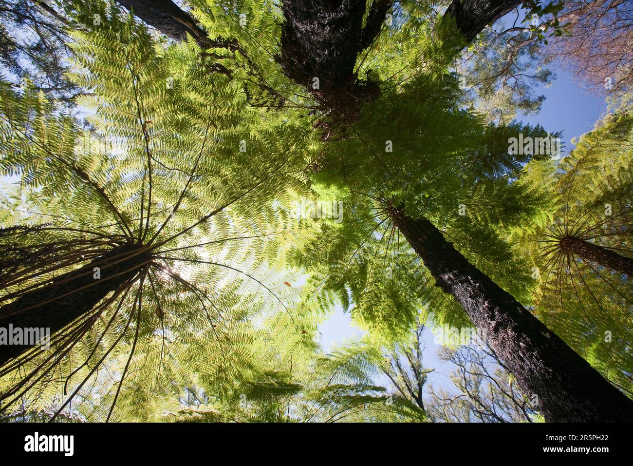 Tree ferns in forest hi-res stock photography and images - Alamy