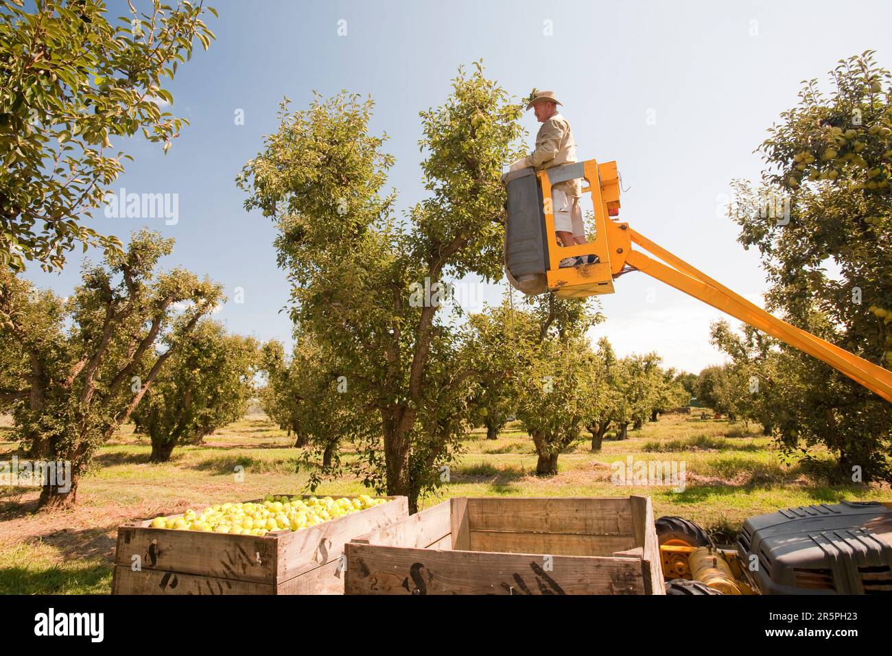 A pear orchard near Shepperton, Victoria, Australia. This area of ...