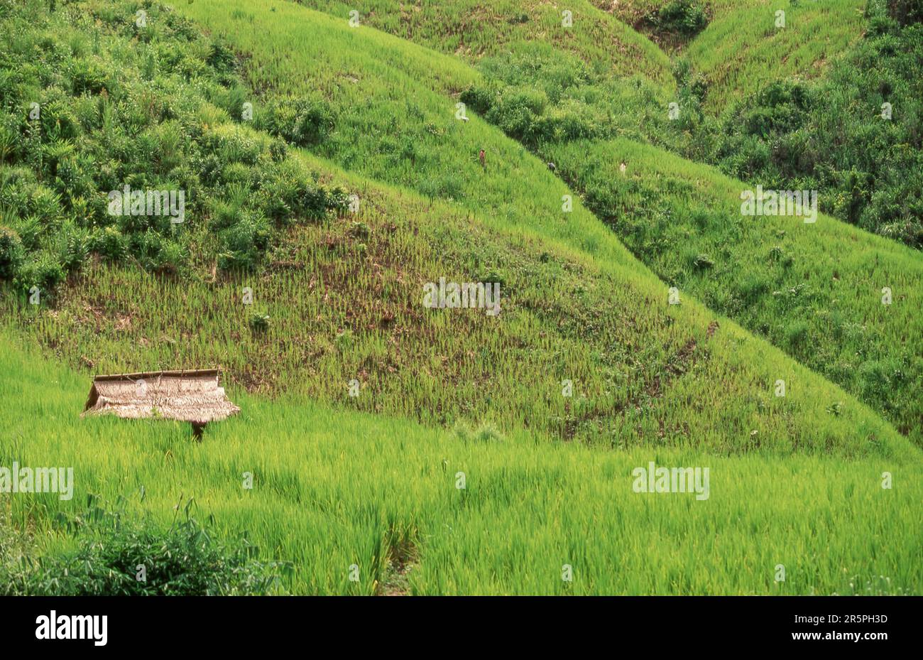 Rice growing in Doi Phu Kha National Park, in the Luang Prabang Range ...
