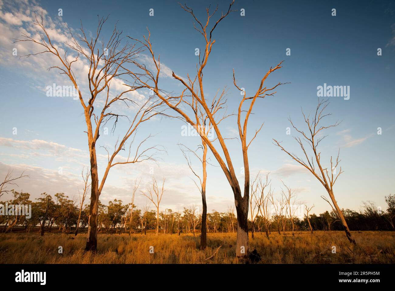 Red Gum trees are iconic Australian trees that grow along the banks of ...