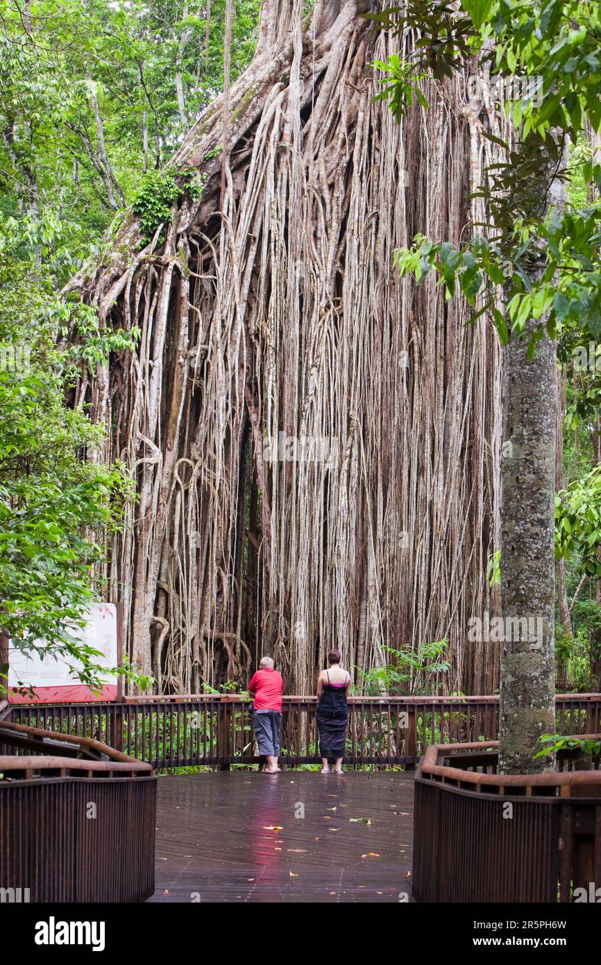 The Curtain Fig Tree, a massive Green Fig Tree (Ficus virens) in the ...