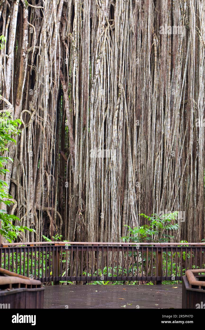 The Curtain Fig Tree, a massive Green Fig Tree (Ficus virens) in the ...