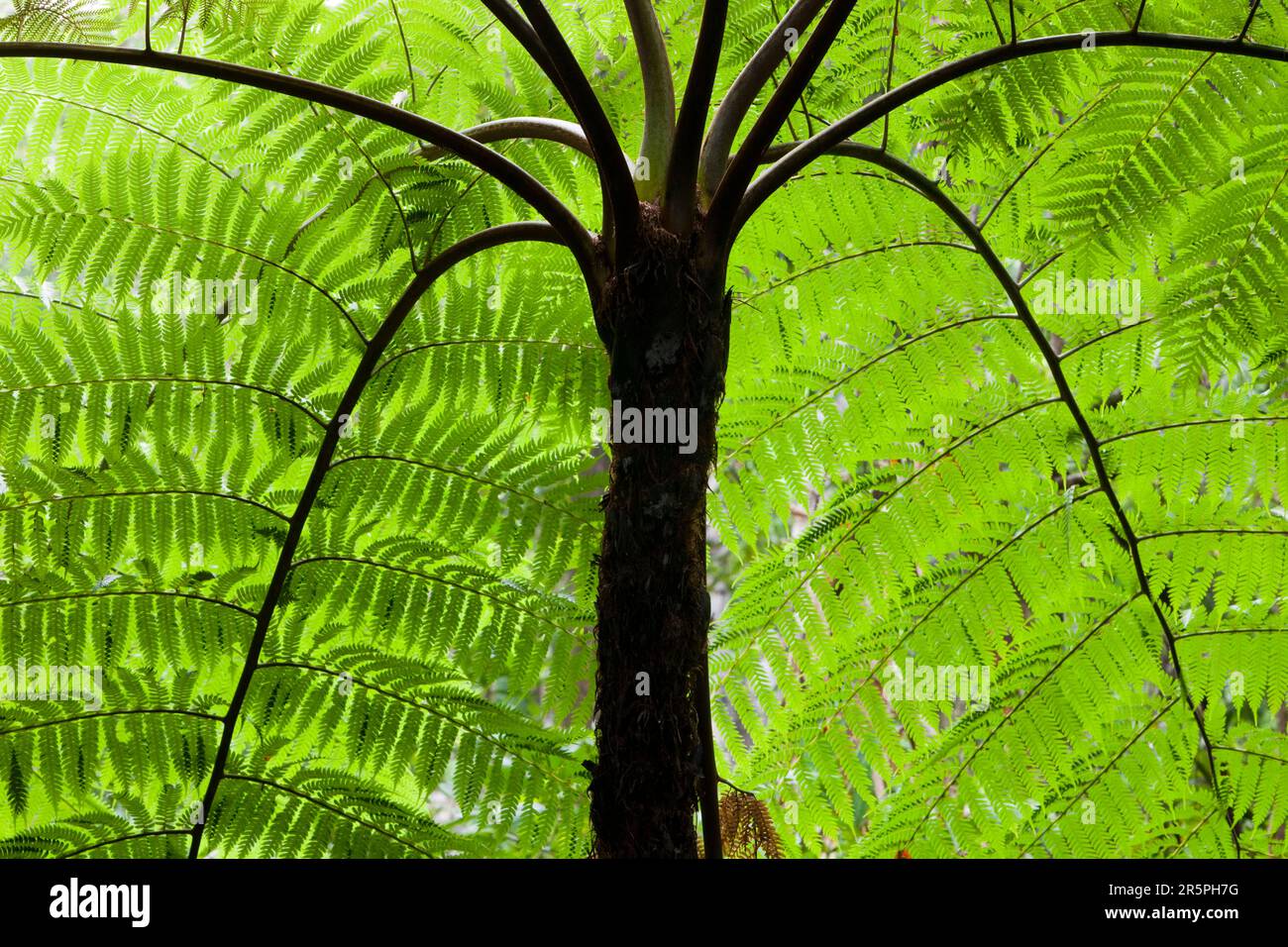 A Tree fern in the Daintree rainforest in the North of Queensland ...