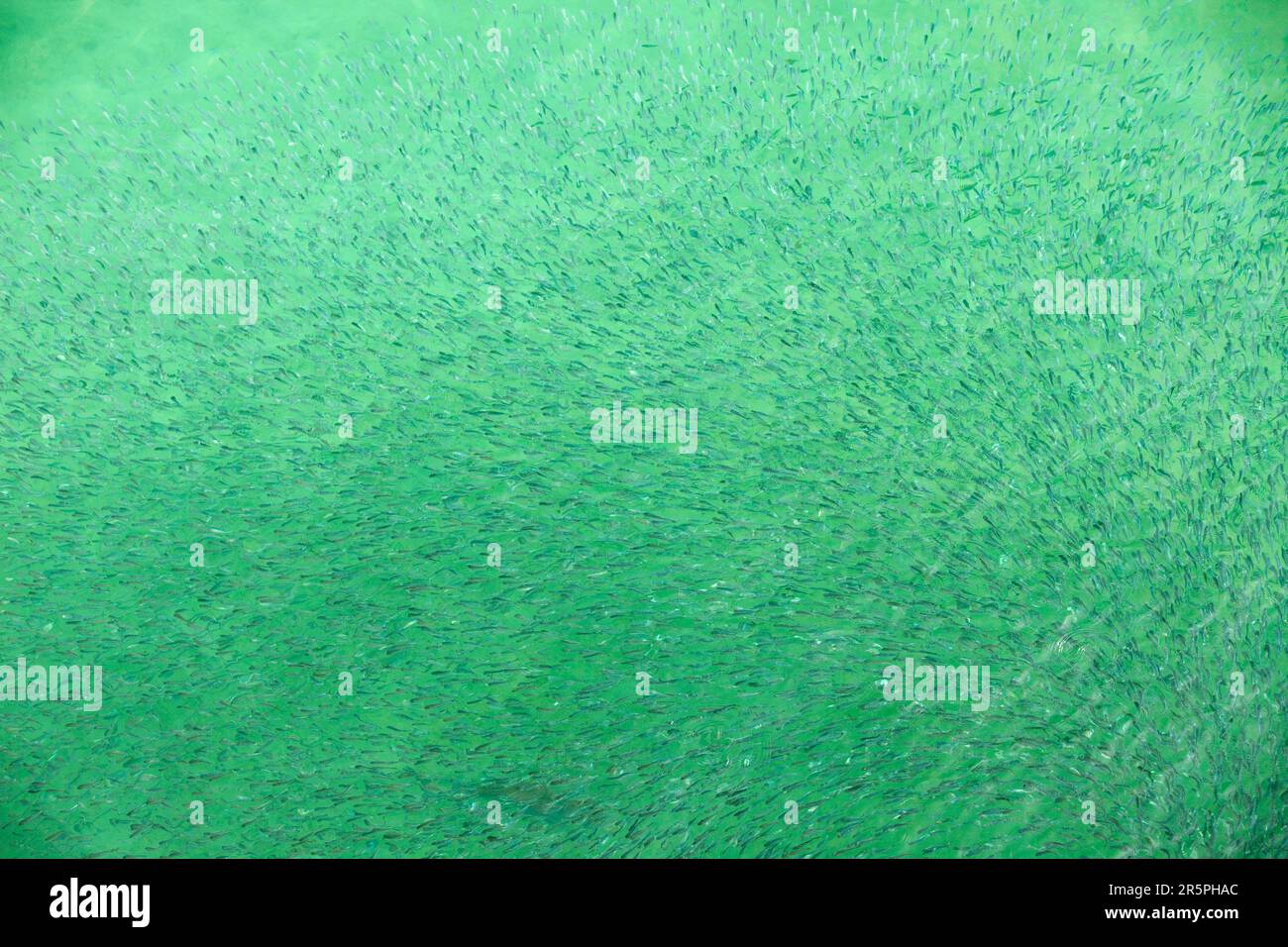 A shoal of small tropical fish off Green Island on The Great Barrier ...