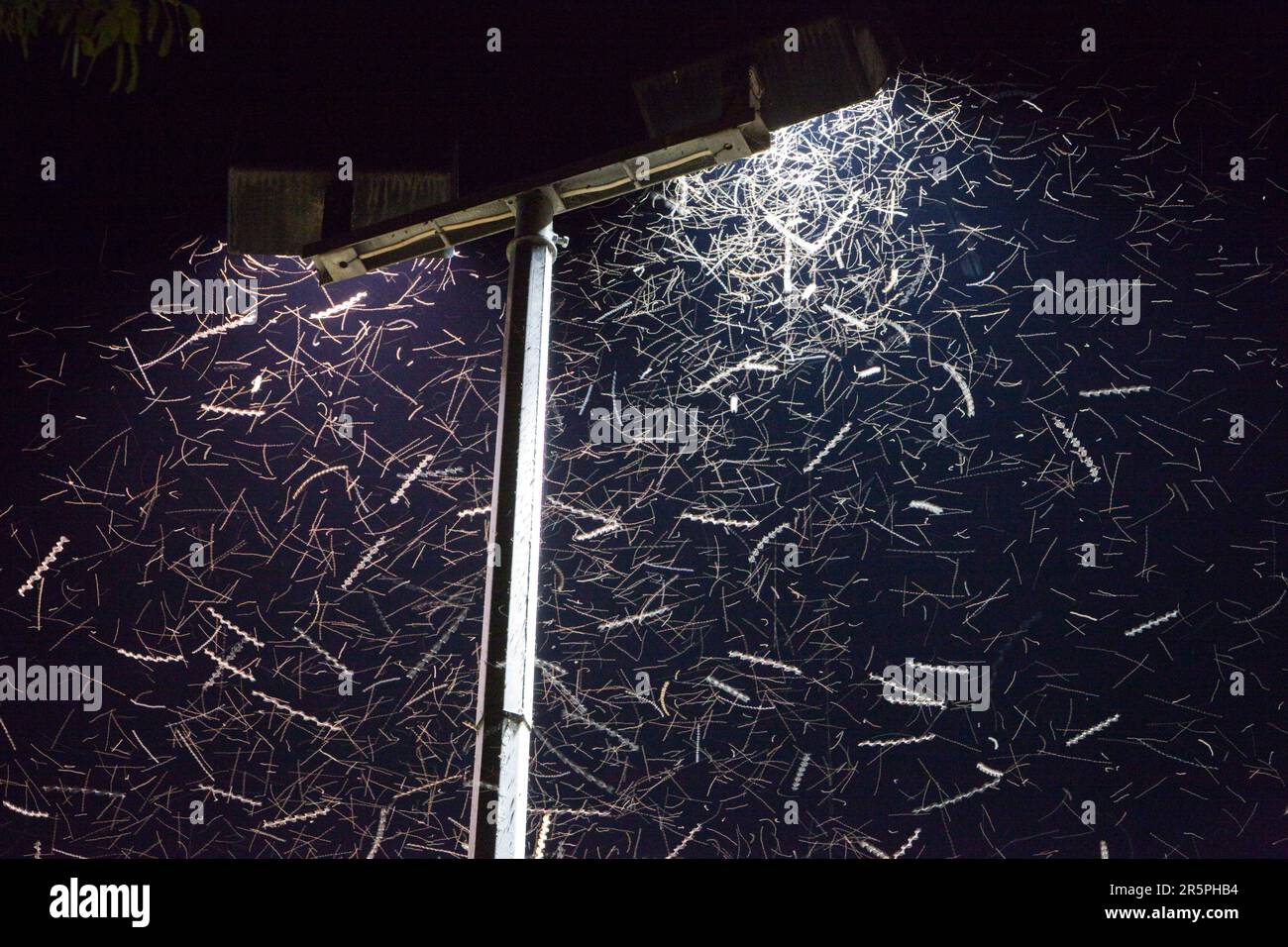 Insects attracted to light hi-res stock photography and images - Alamy