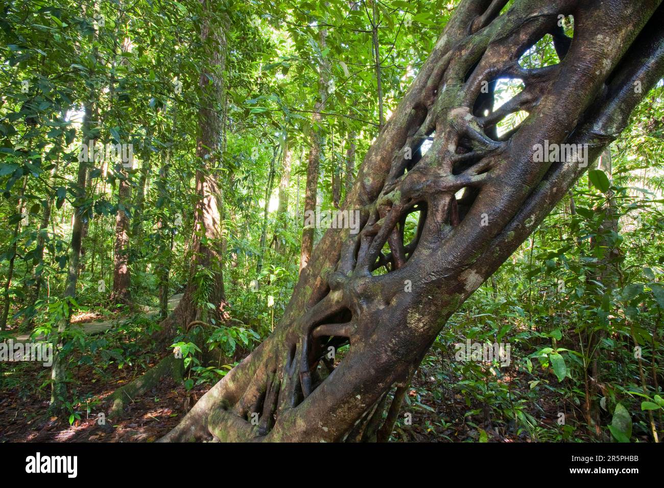 The Daintree rainforest in the North of Queensland, Australia, is the ...
