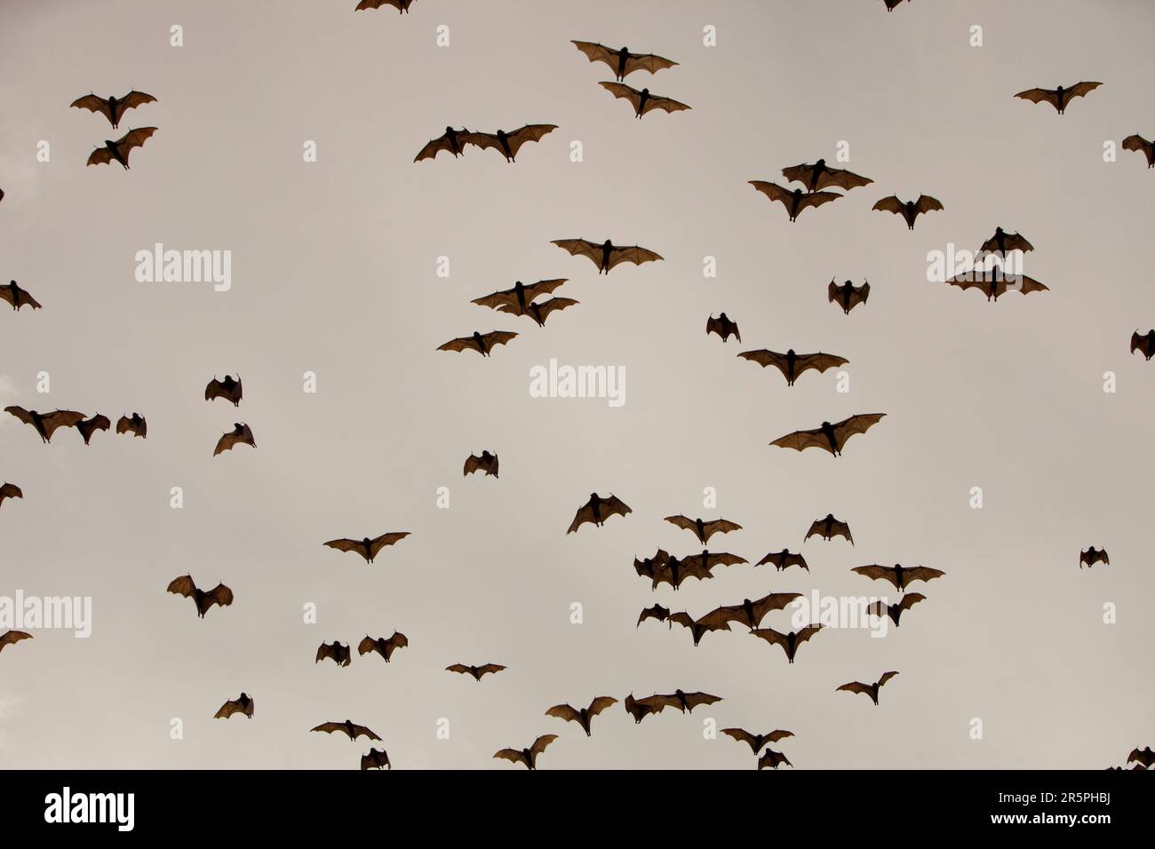 Fruit Bats or flying foxs over Cairns in Queensland, Australia. These ...