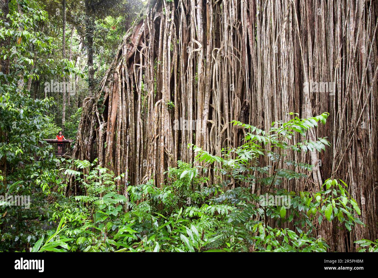 The Curtain Fig Tree, a massive Green Fig Tree (Ficus virens) in the ...