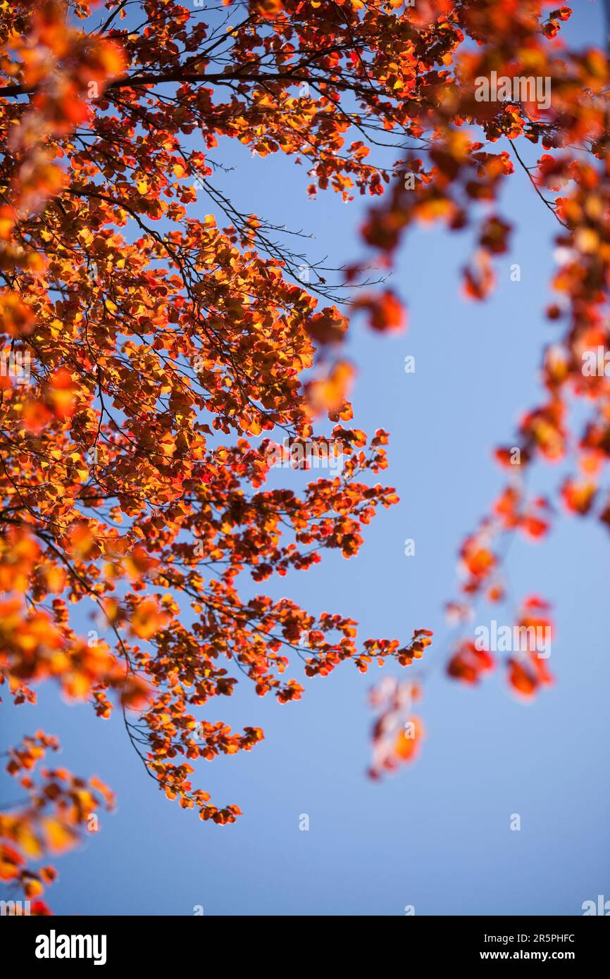 Copper Beech leaves in Spring, UK Stock Photo - Alamy