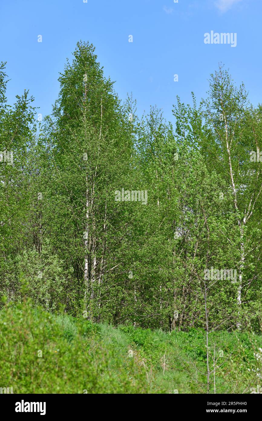 Young birches in early spring in forest Stock Photo - Alamy