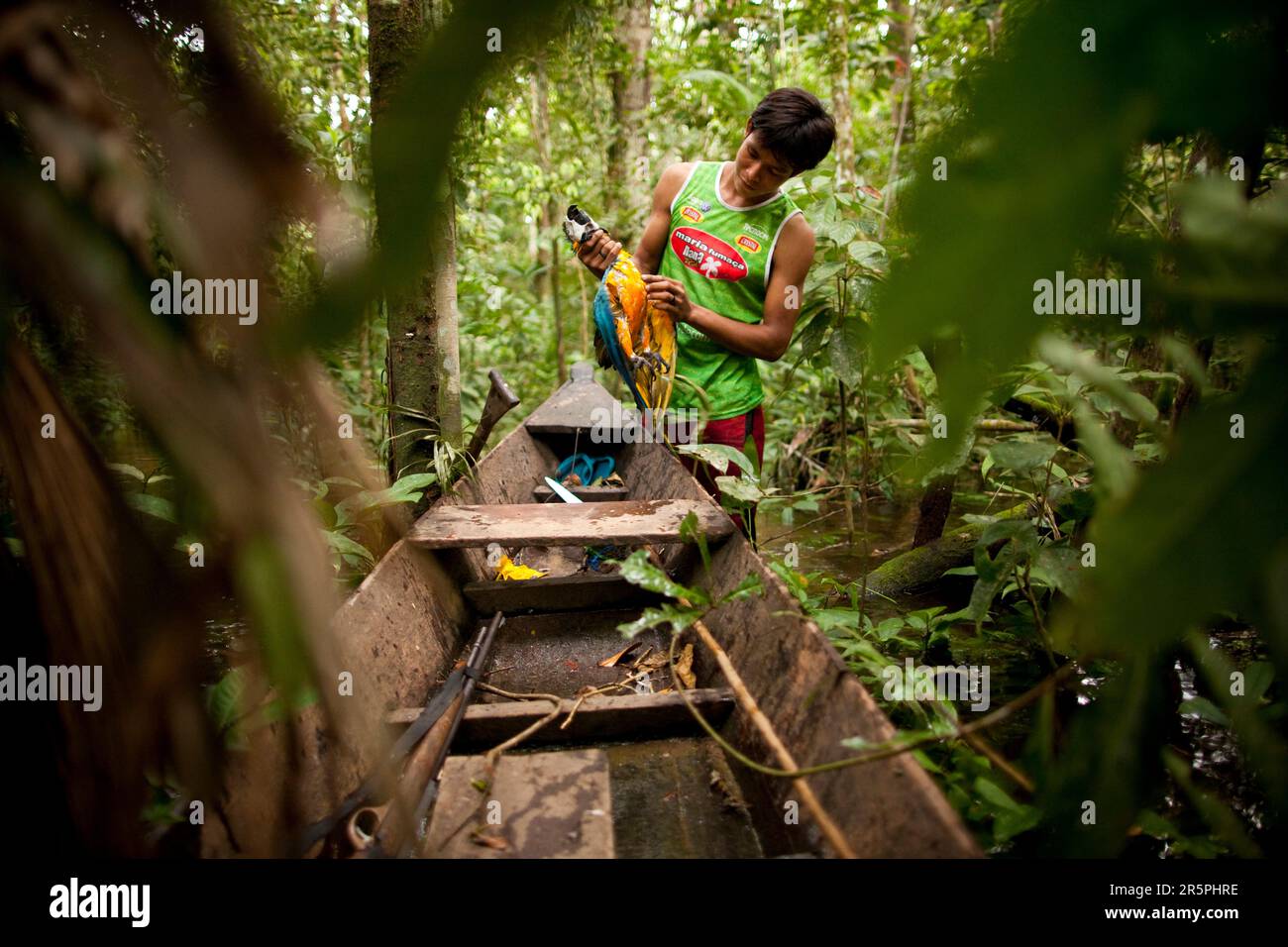 Macaw is one of many wild animals that sustain the Oro Win, after an ...