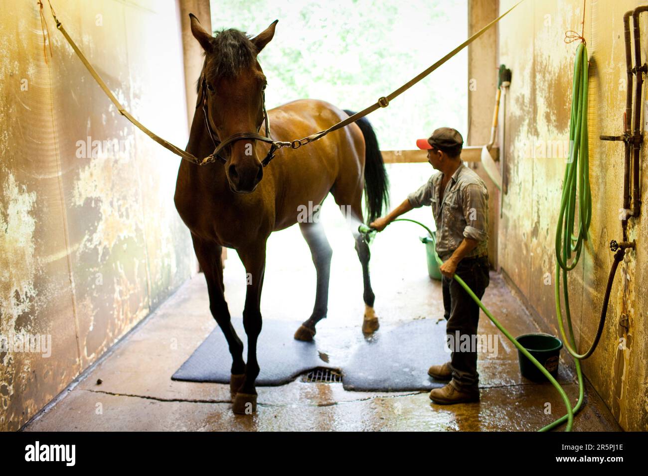 A Mexican worker washes off a horse in the stable at Alpine Farms in ...