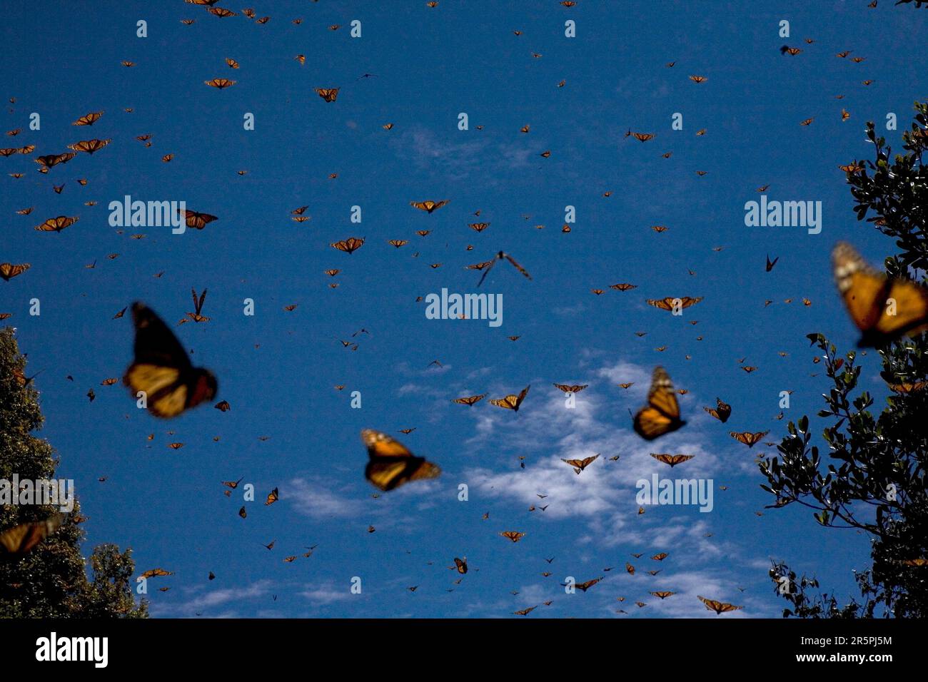 Monarch butterflies (Danaus plexippus) fly in Cerro Pelon Sanctuary for ...