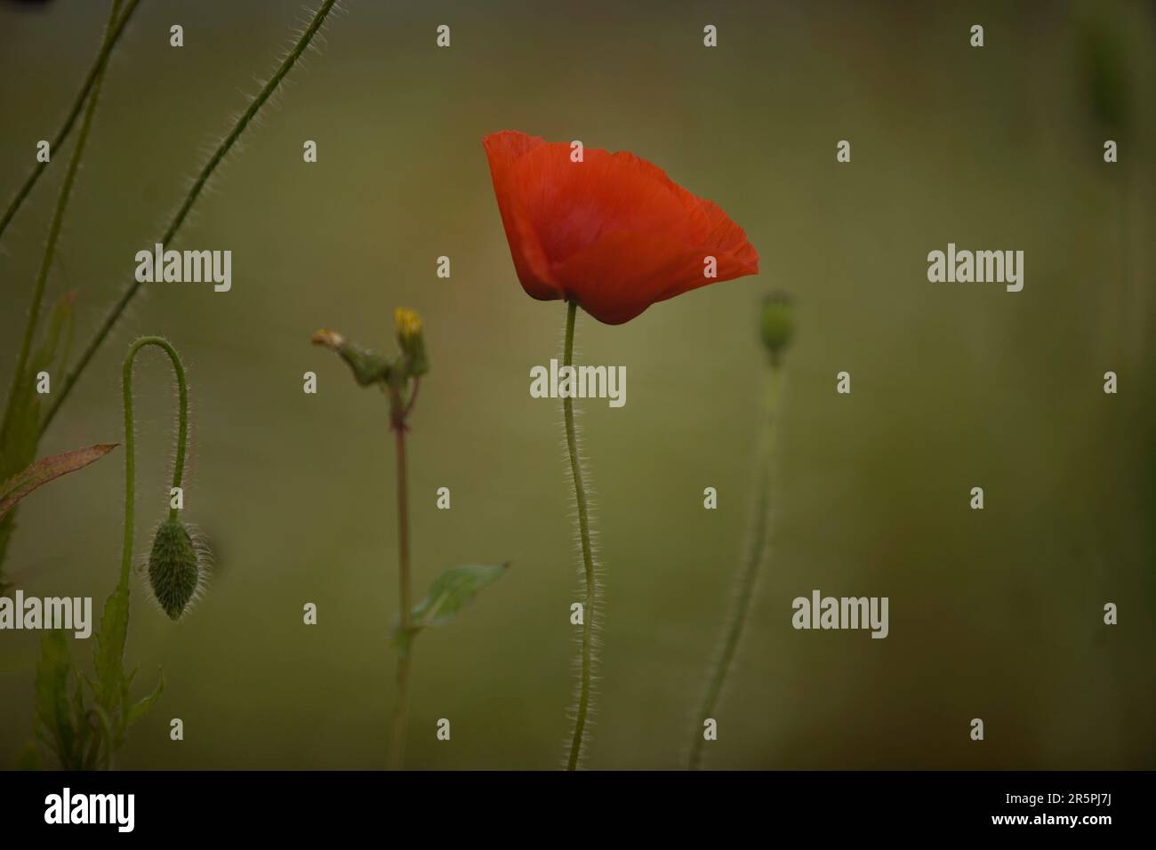 A wild red poppy flower grows in a field of Prado del Rey, Cadiz ...