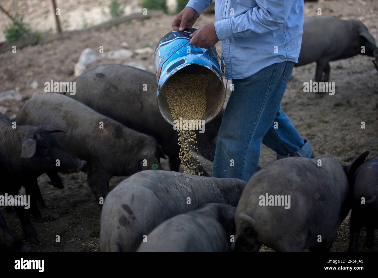A farmer feeds grain to Spanish Iberian pigs Stock Photo - Alamy