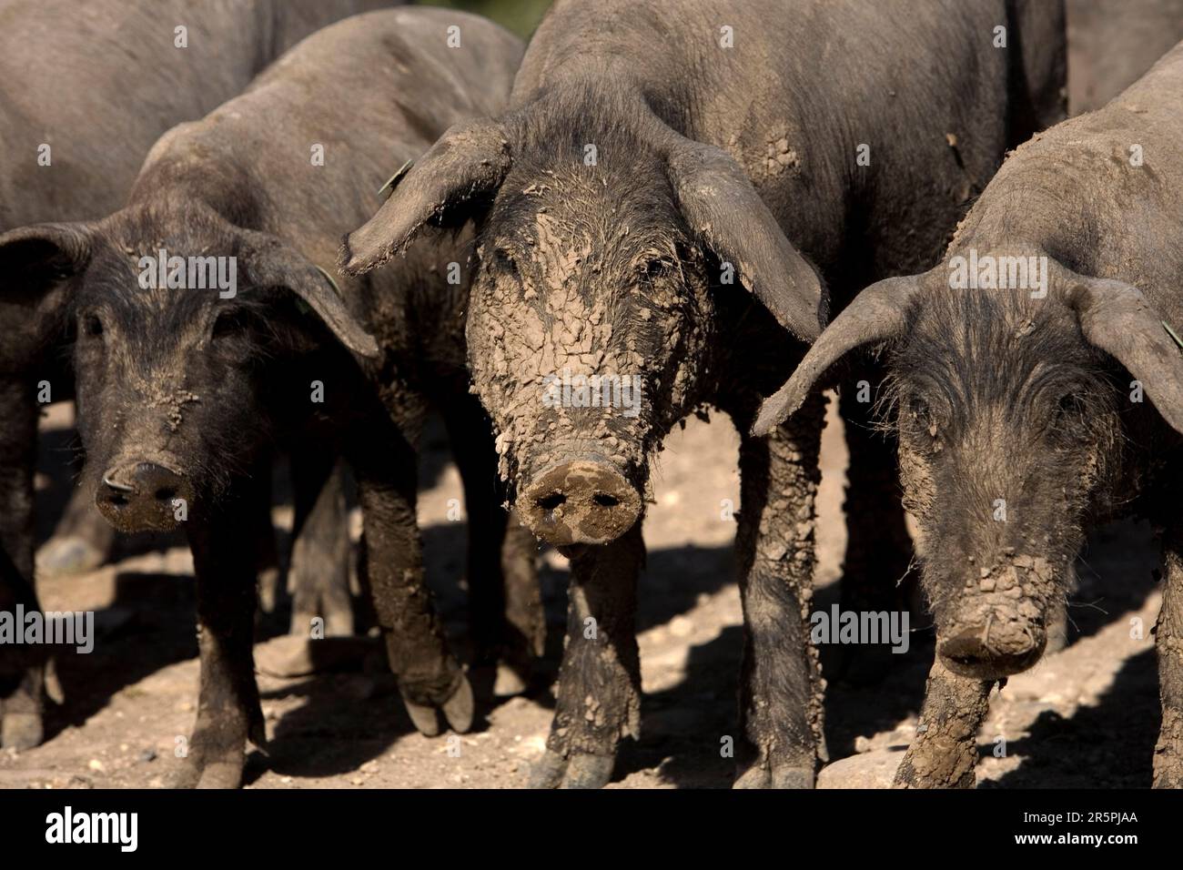 Spanish Iberian pigs, the source of Iberico ham known as pata negra ...