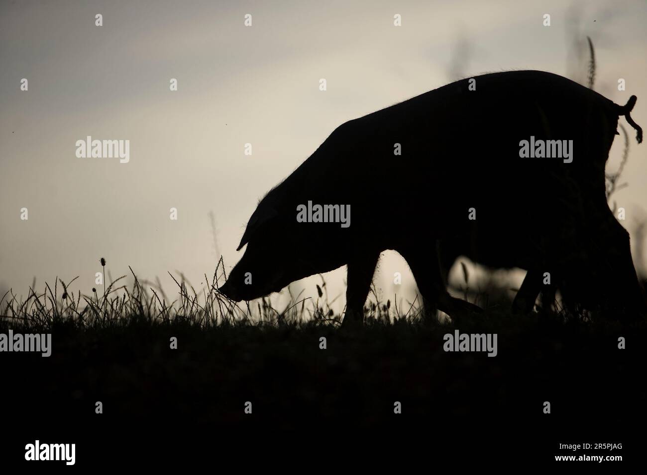 A Spanish Iberian pig, the source of Iberico ham known as pata negra ...