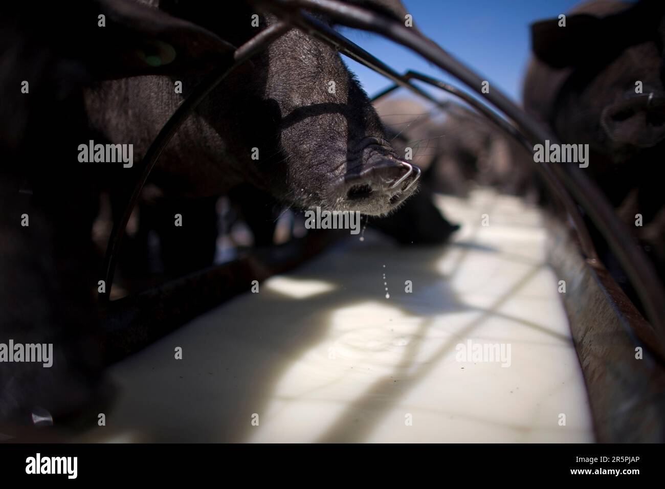 Spanish Iberian pigs drink whey Stock Photo - Alamy