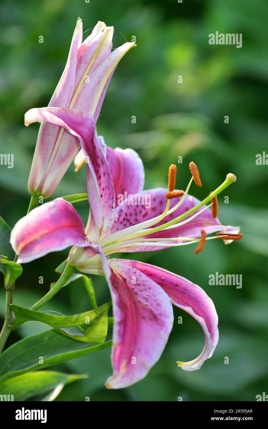 Beautiful lily quality white and a pink Colour Stock Photo - Alamy