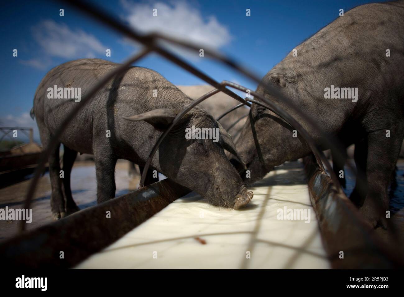 Pigs drinking milk hi-res stock photography and images - Alamy