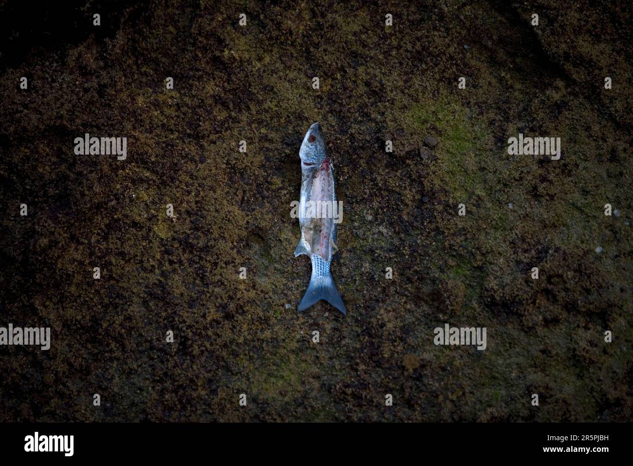 Dead atlantic hi-res stock photography and images - Alamy