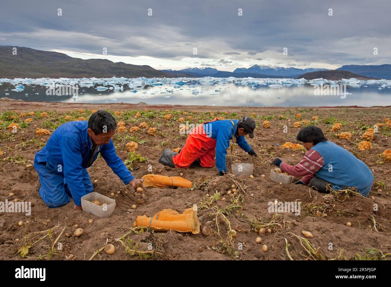 Harvesting potatoes greenland hi-res stock photography and images - Alamy
