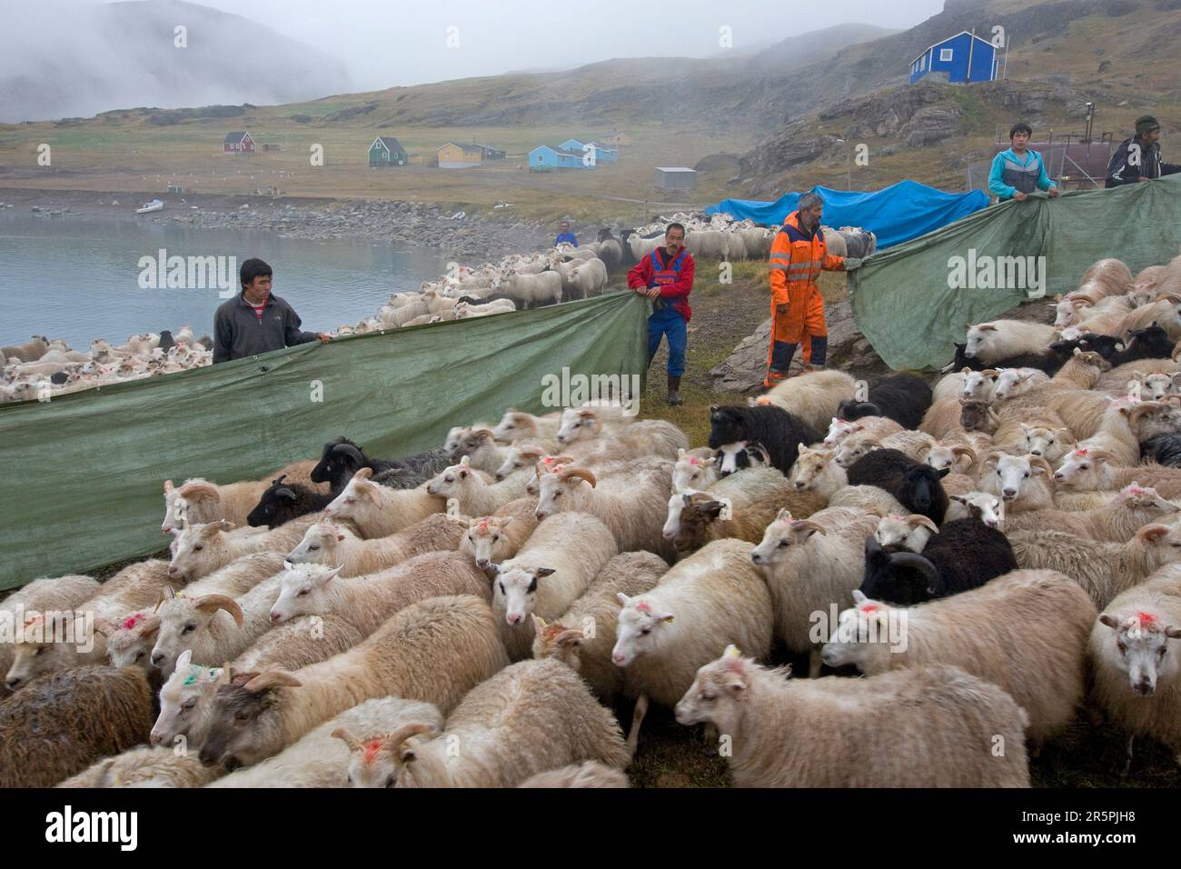 A round up of sheep at Qassiarsuk, Greenland Stock Photo - Alamy