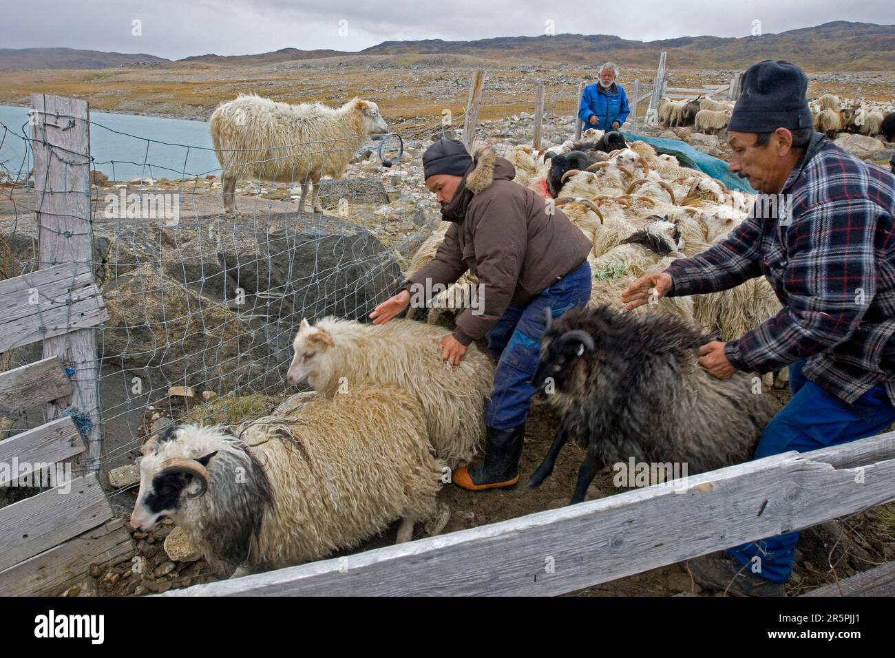 Roundup of sheep near Qassiarsuk, Greenland Stock Photo - Alamy