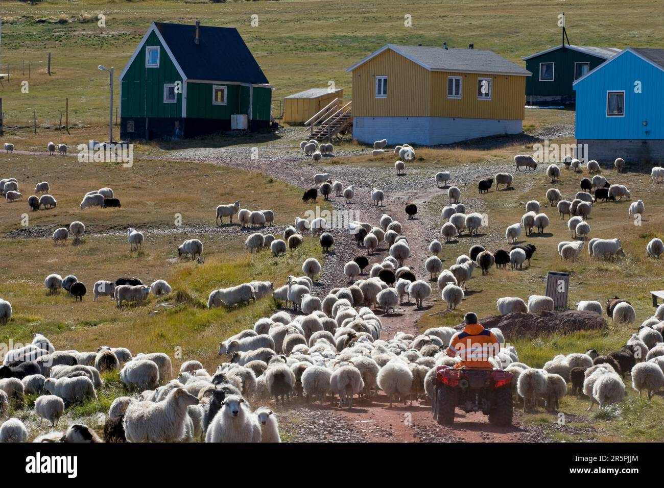 Round up of sheep for slaughter in Qassiarsuk, Greenland Stock Photo ...