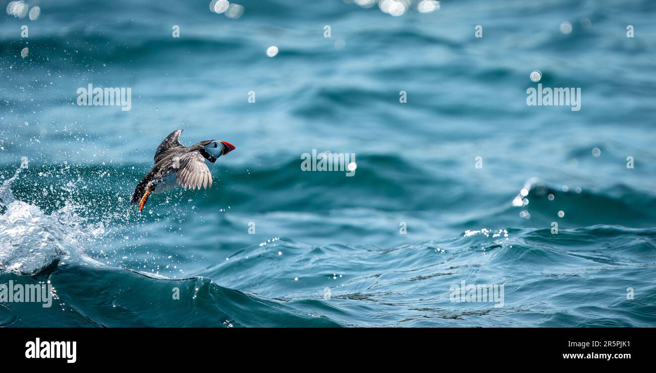 STUNNING images of a puffin riding a wave have been captured near ...