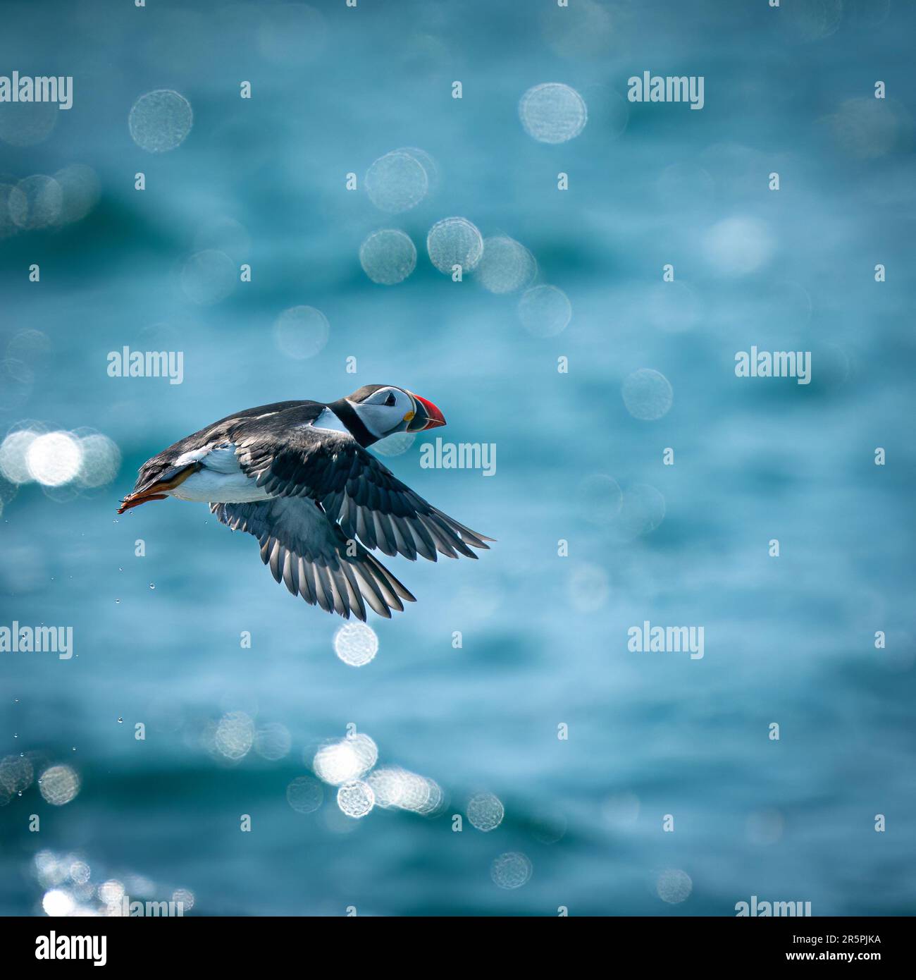 STUNNING images of a puffin riding a wave have been captured near ...