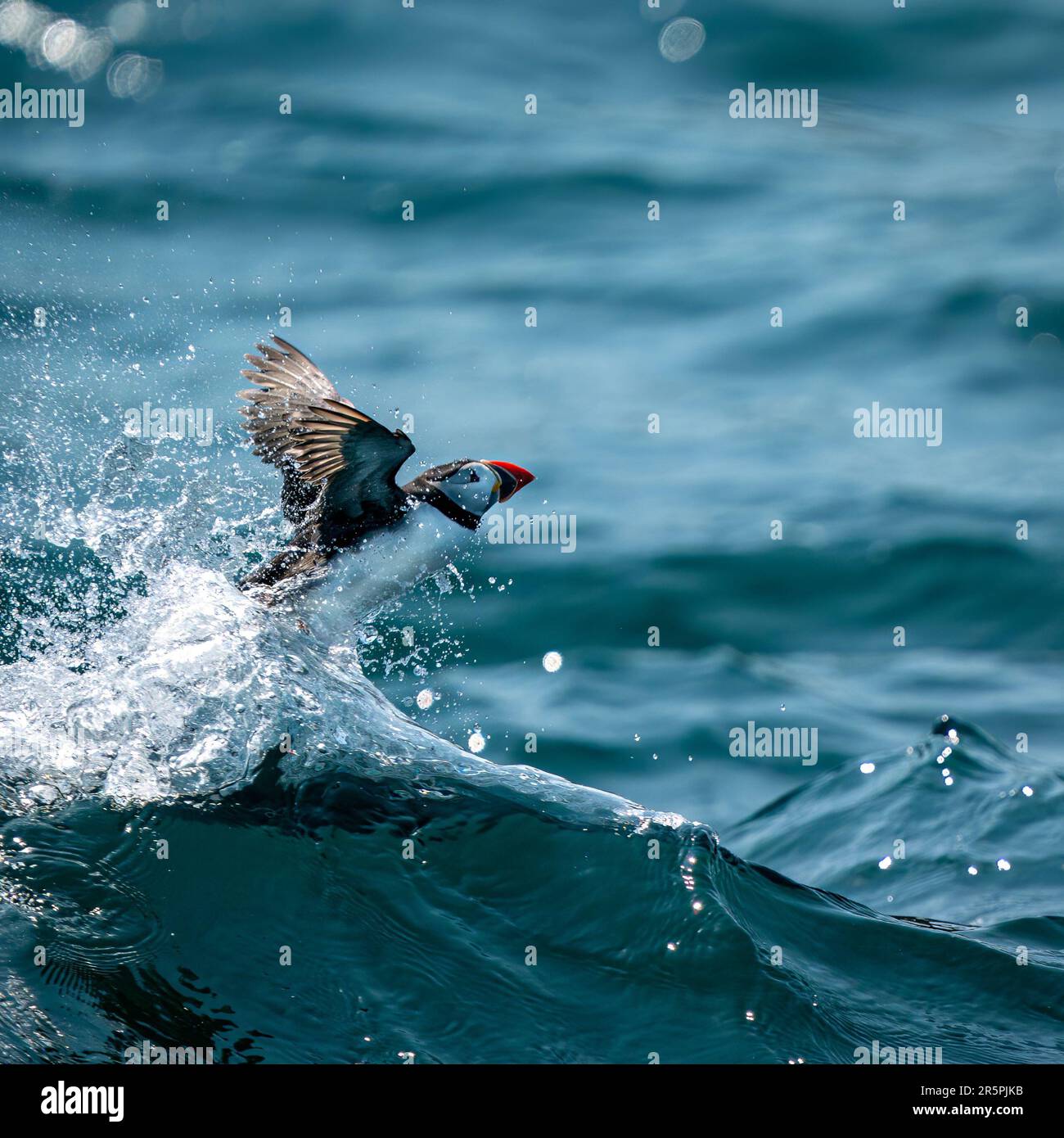 STUNNING images of a puffin riding a wave have been captured near ...
