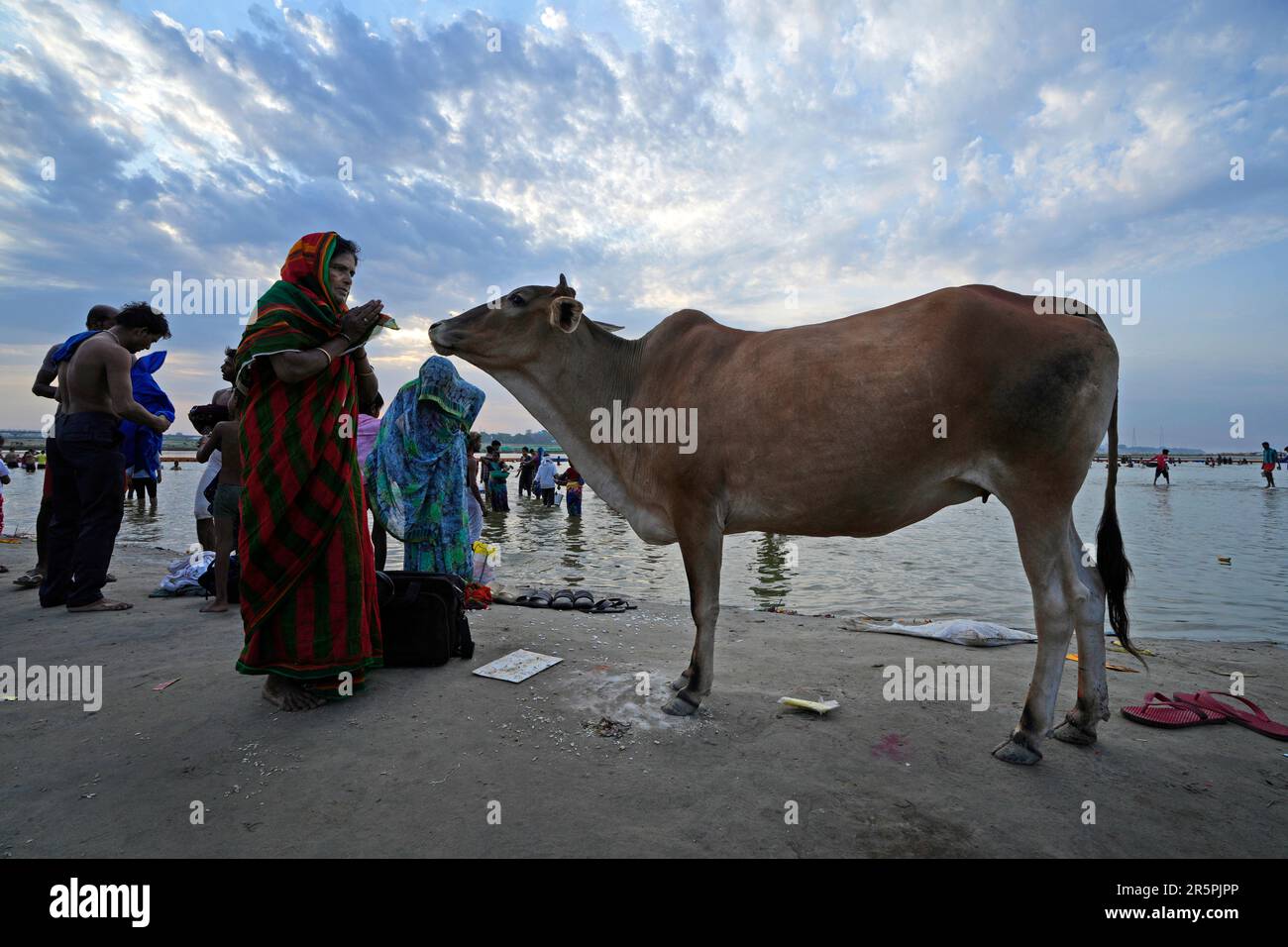 A woman prays to a cow after taking a holy dip at Sangam, the ...