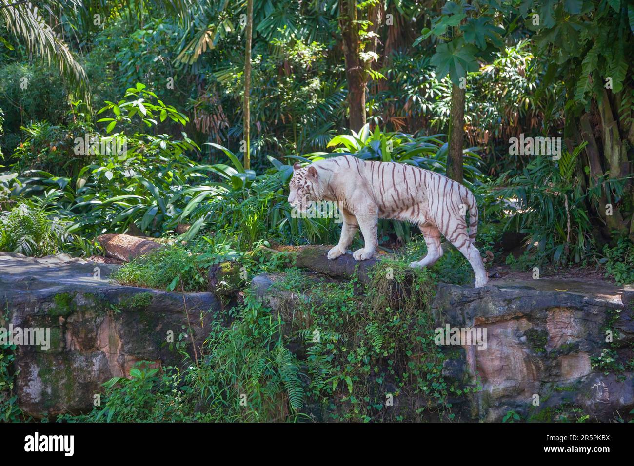 Wildlife in singapore hi-res stock photography and images - Alamy