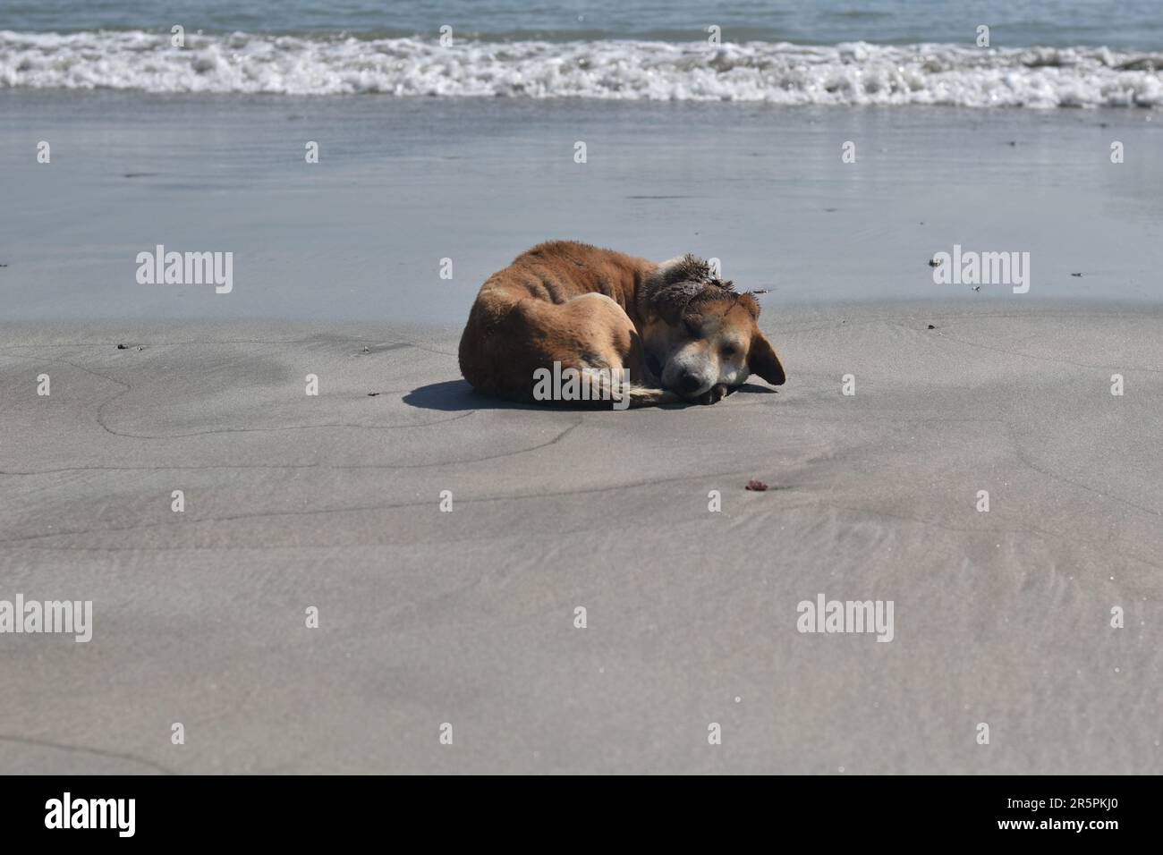 An injured dog lying by the beach waiting for its misery to end Stock ...
