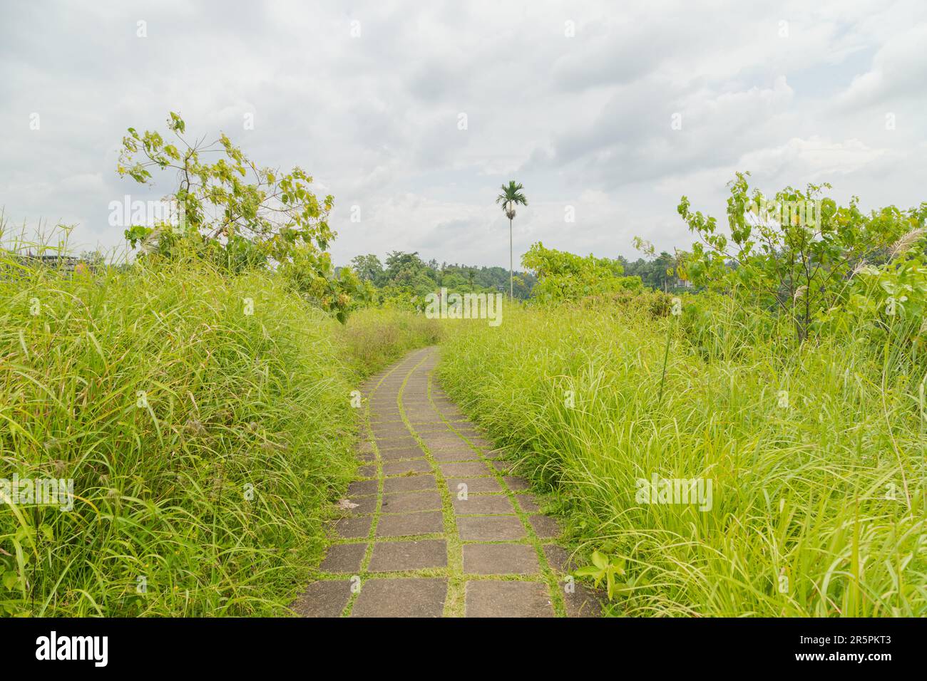 Campuhan ridge walk, Bali, Indonesia, track on the hill with grass ...