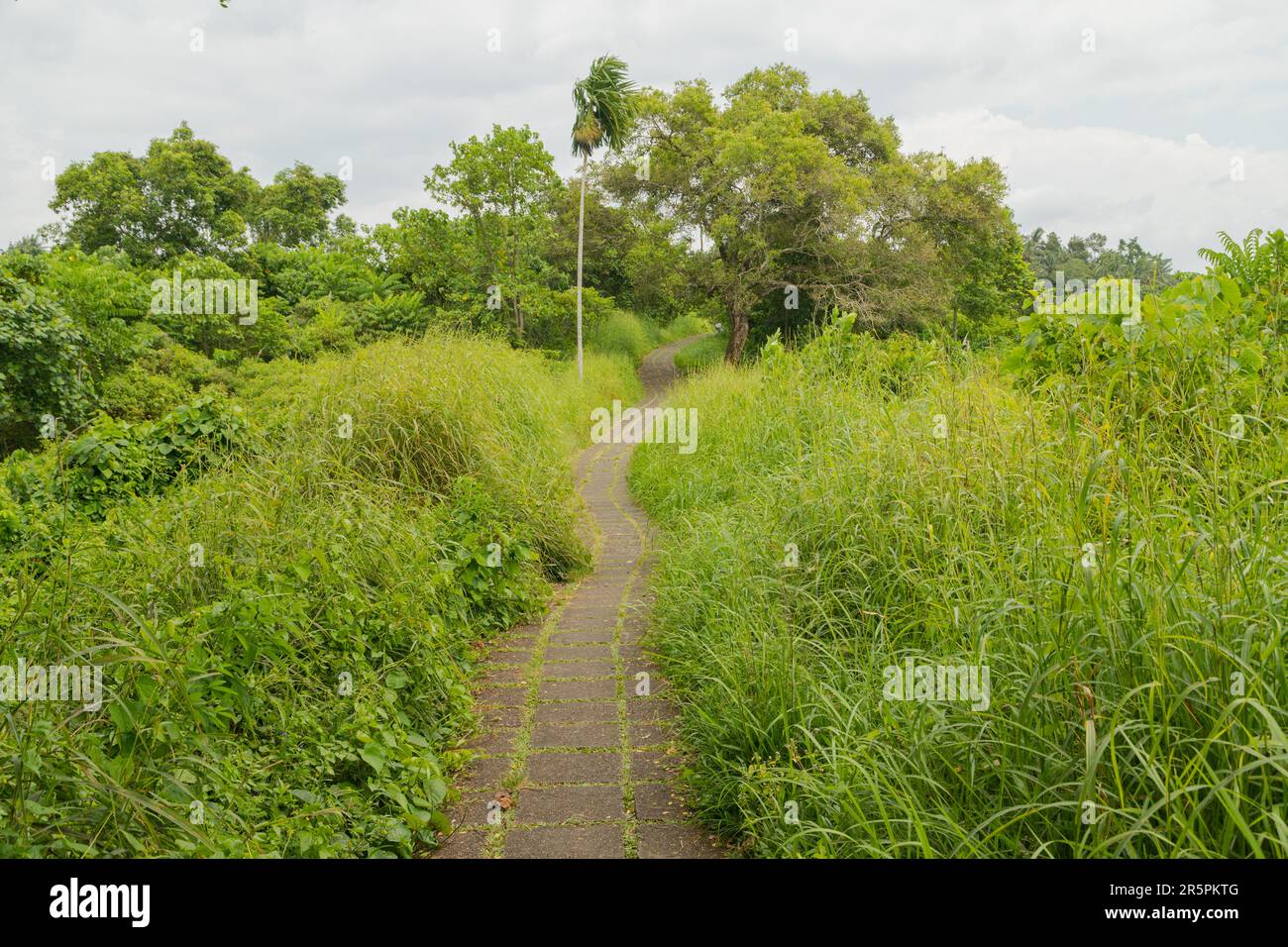 Campuhan ridge walk, Bali, Indonesia, track on the hill with grass ...