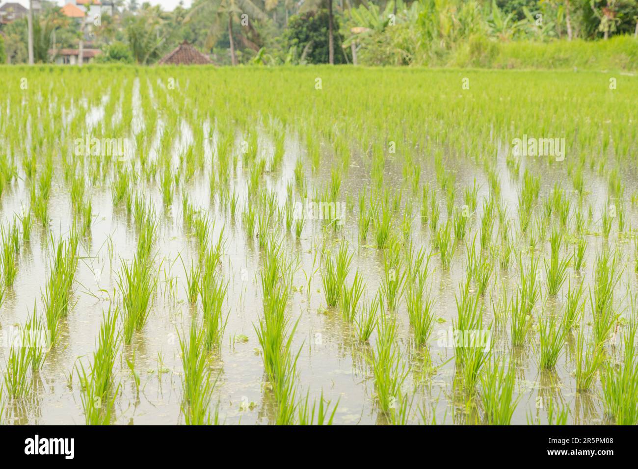 Rice terraces, Campuhan ridge walk, Bali, Indonesia, track on the hill ...