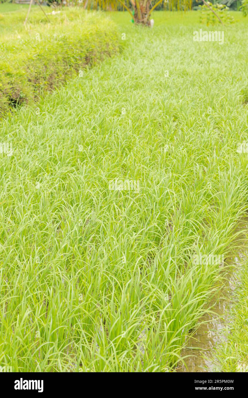 Rice terraces, Campuhan ridge walk, Bali, Indonesia, track on the hill ...