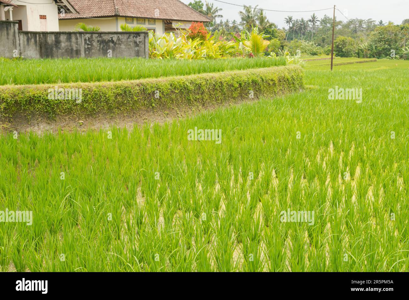 Rice terraces, Campuhan ridge walk, Bali, Indonesia, track on the hill ...
