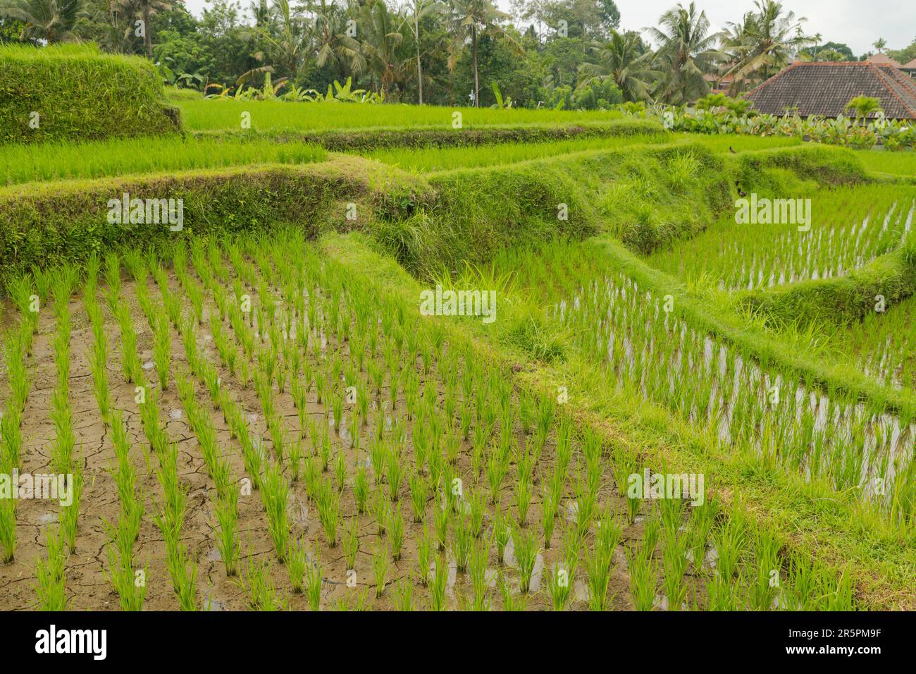 Rice terraces, Campuhan ridge walk, Bali, Indonesia, track on the hill ...
