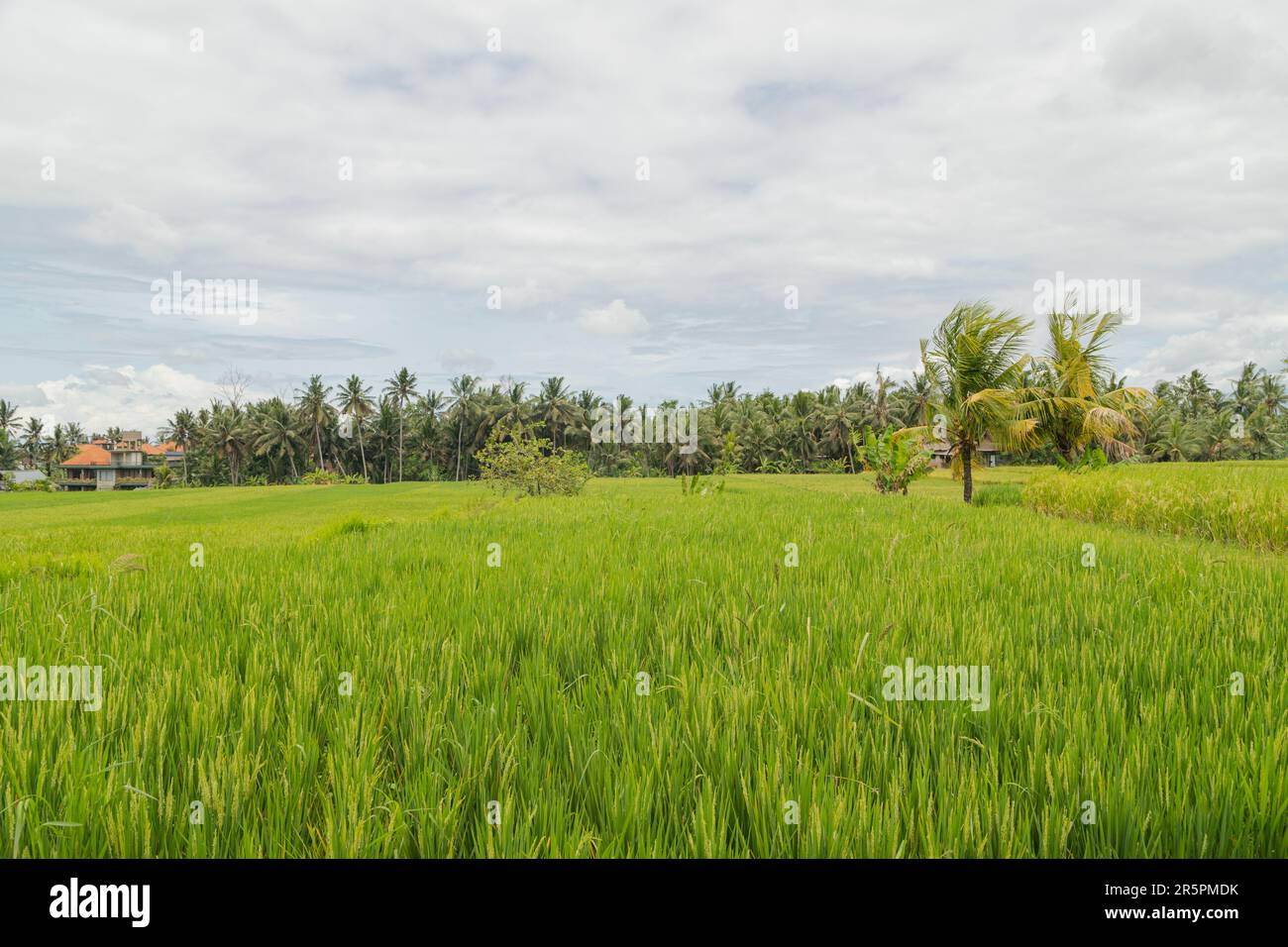 Rice fields in countryside, Ubud, Bali, Indonesia, green grass, large ...